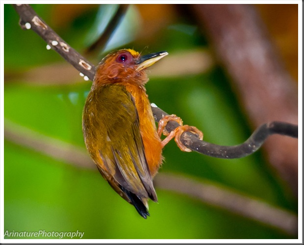 Naturalist Photography: Acrobatic Rufous Piculet
